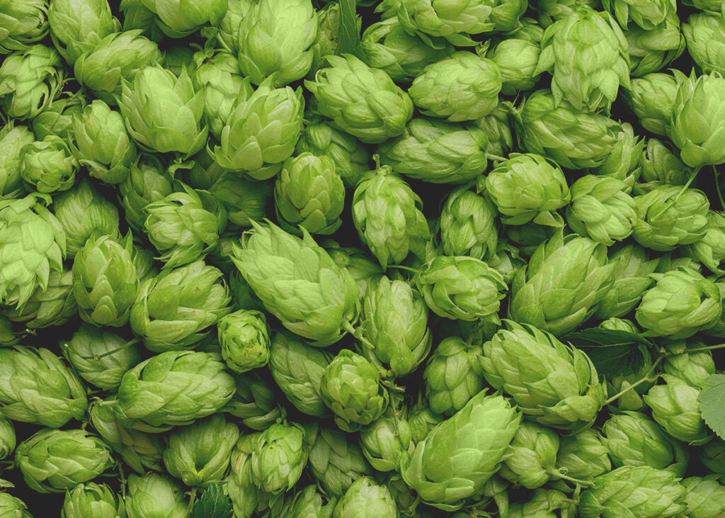 The Many Uses for Hops (Outside of Beer!) | Druthers Brewing Company